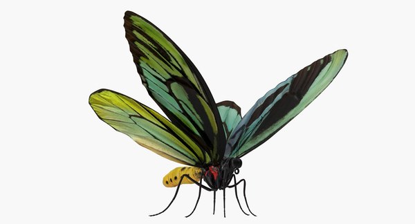 Insects big 3D model - TurboSquid 1227504