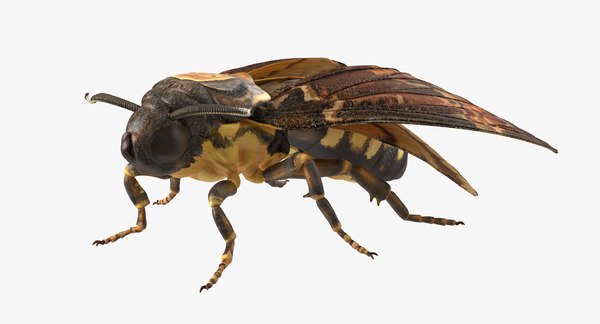 Insects big 3D model - TurboSquid 1227504