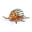 Insects Big 3D Model - TurboSquid 1227504