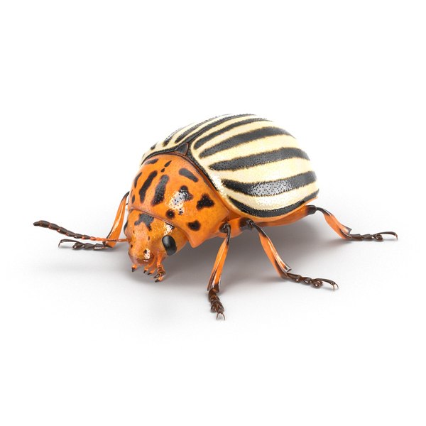 Insects big 3D model - TurboSquid 1227504