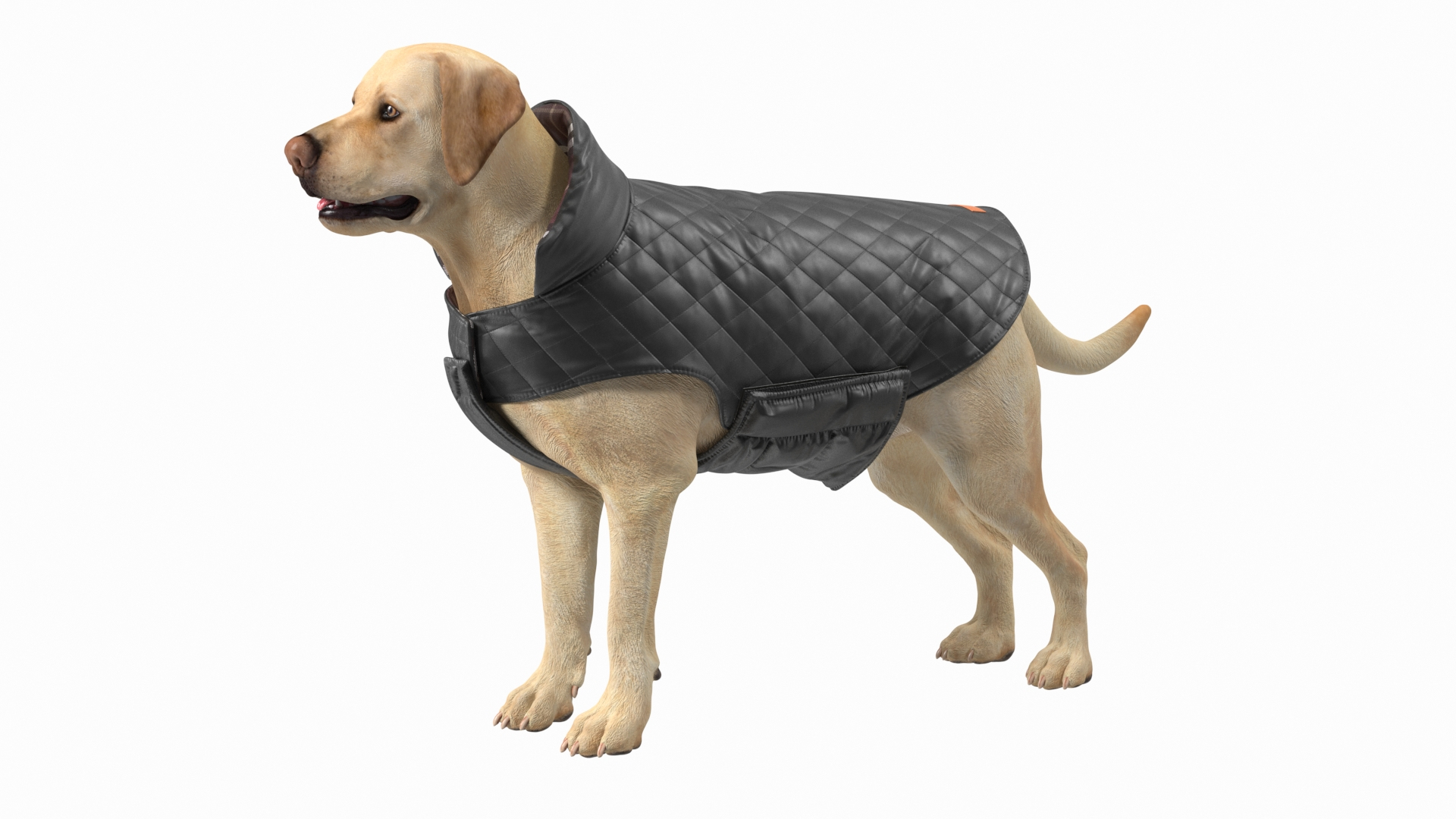 Labrador Wearing Black Coat 3D - TurboSquid 2040401