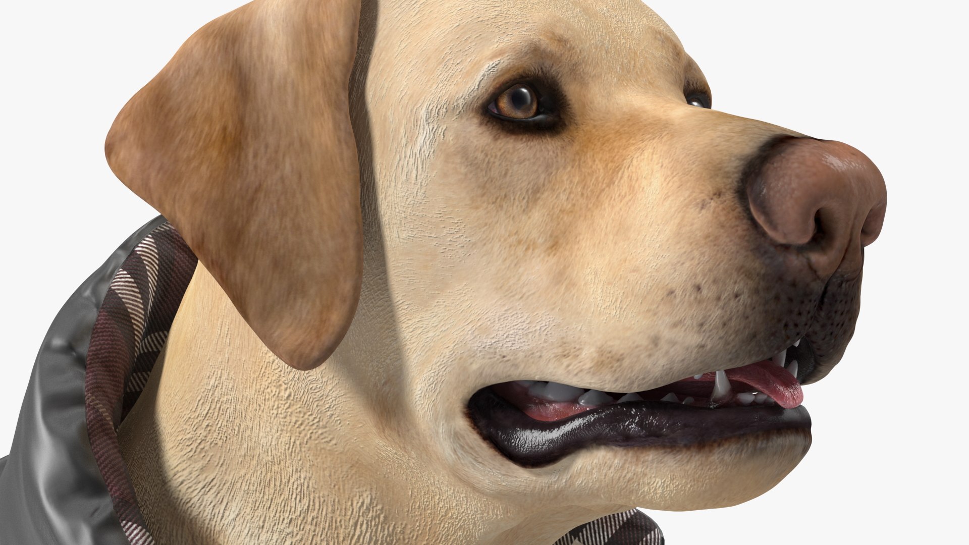 Labrador Wearing Black Coat 3D - TurboSquid 2040401