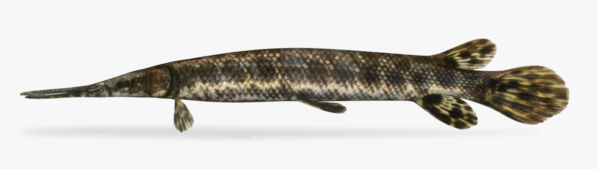 Lepisosteus oculatus spotted gar 3D | 1144386 | TurboSquid