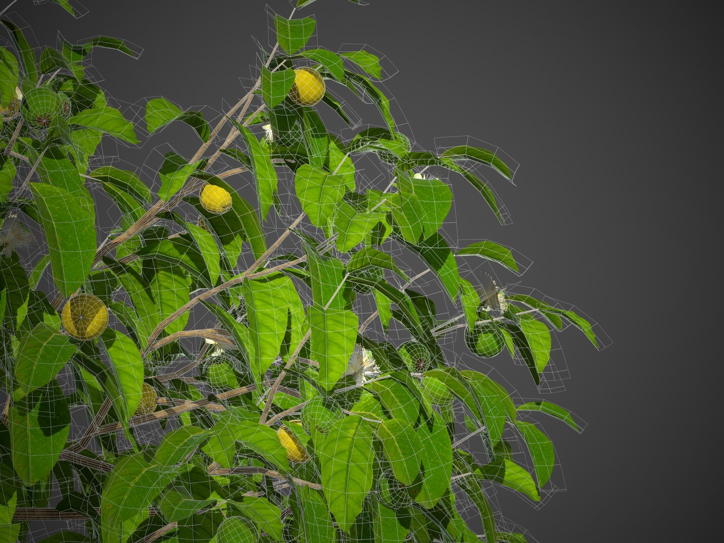 2021 PBR Guava Collection - Psidium Guayava 3D - TurboSquid 1804631