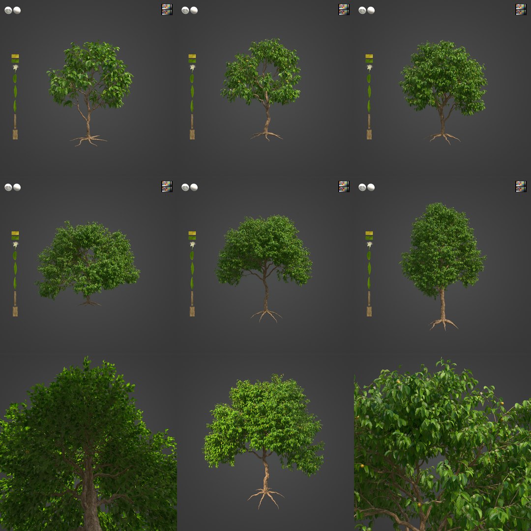 2021 PBR Guava Collection - Psidium Guayava 3D - TurboSquid 1804631