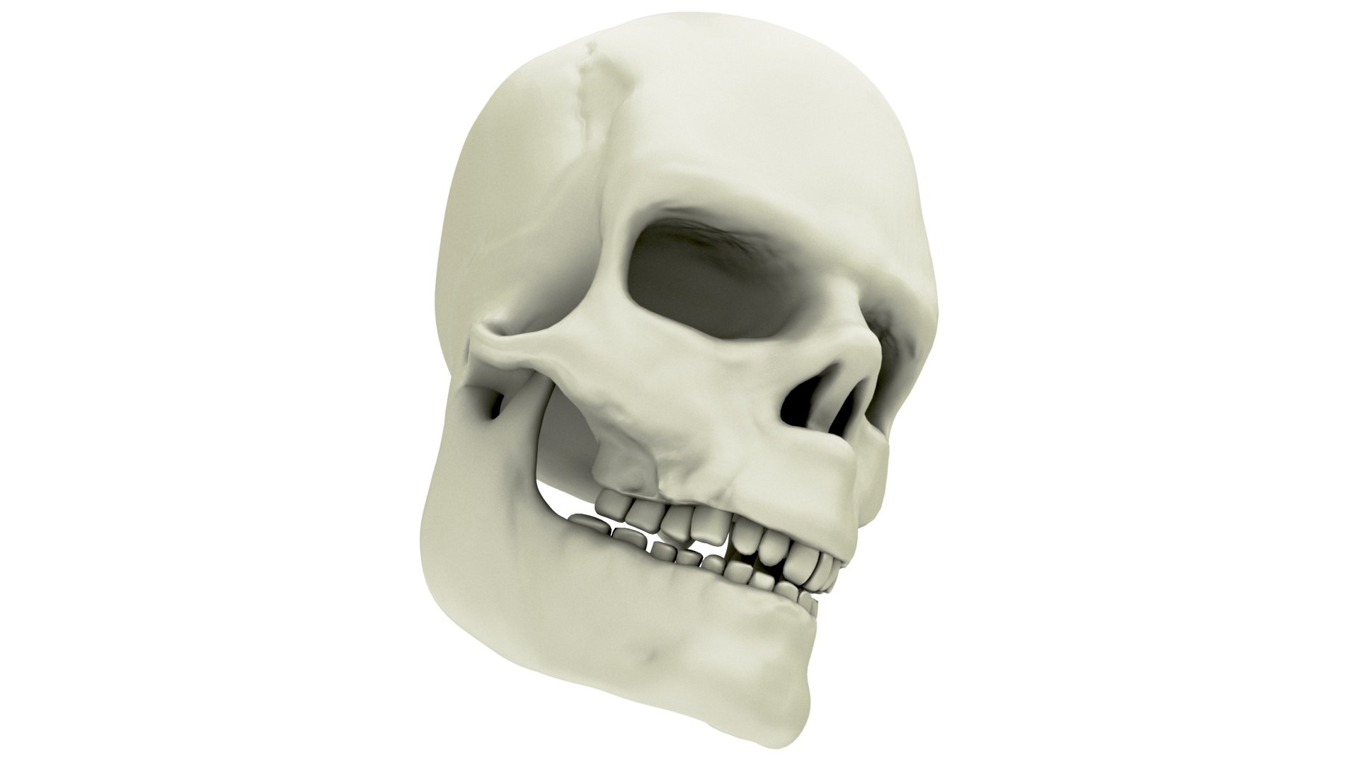 3D skull science anatomy model - TurboSquid 1460930