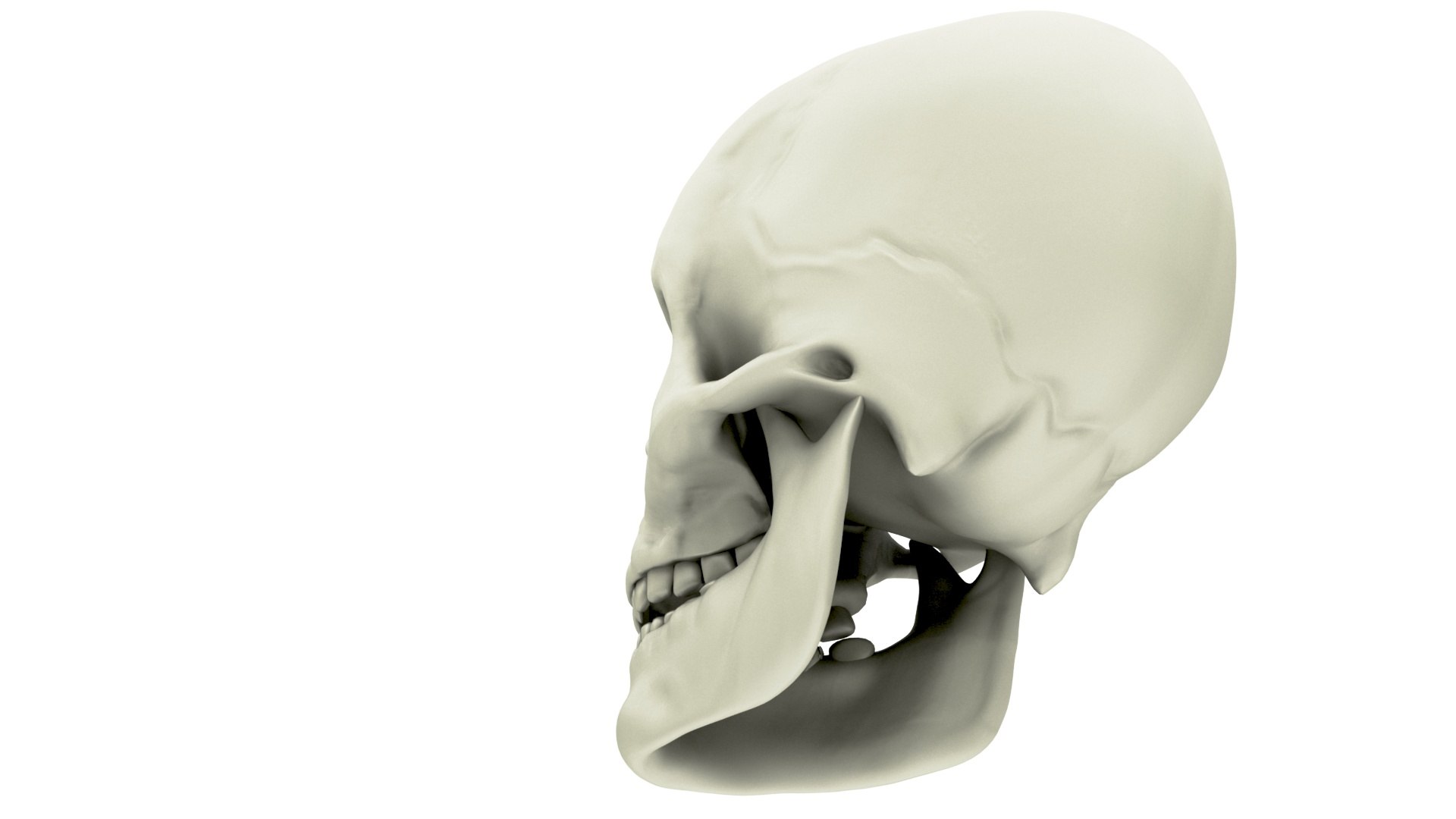 3D skull science anatomy model - TurboSquid 1460930