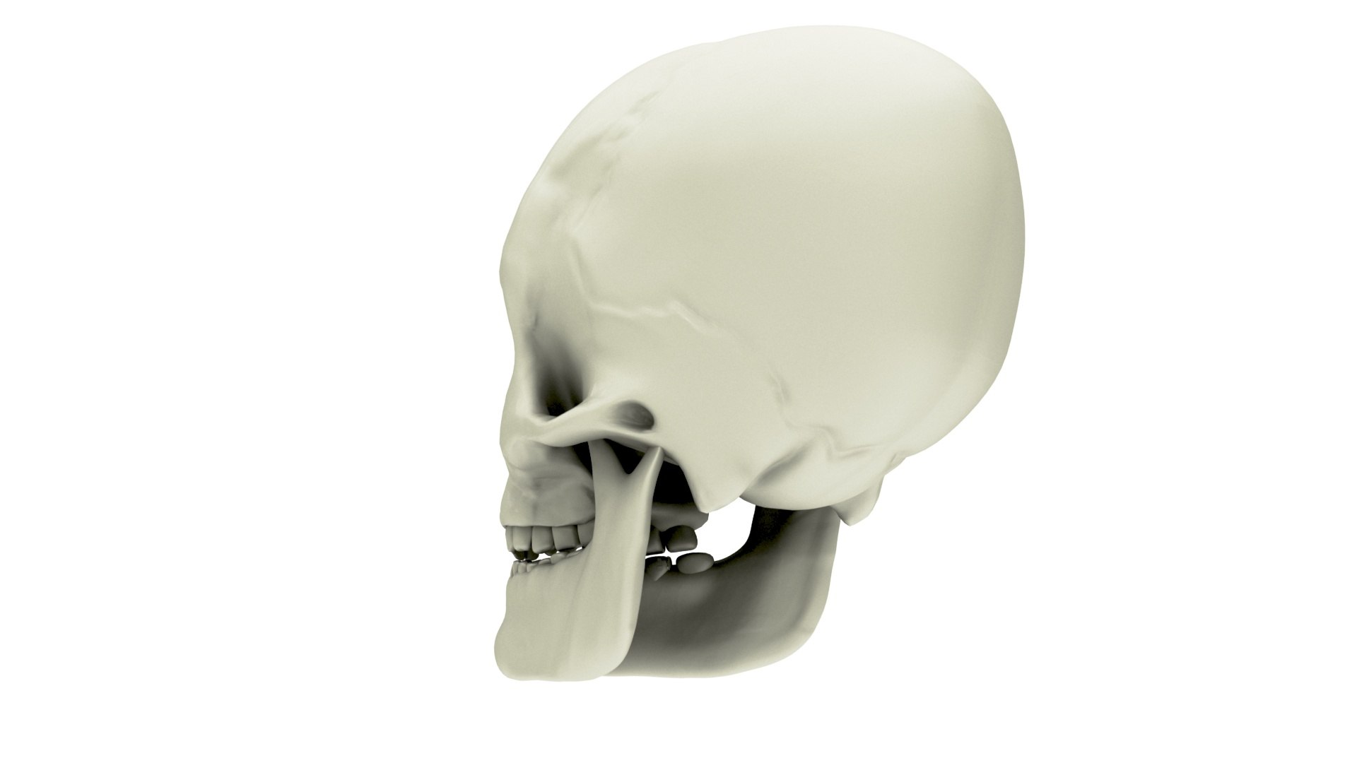 3D skull science anatomy model - TurboSquid 1460930
