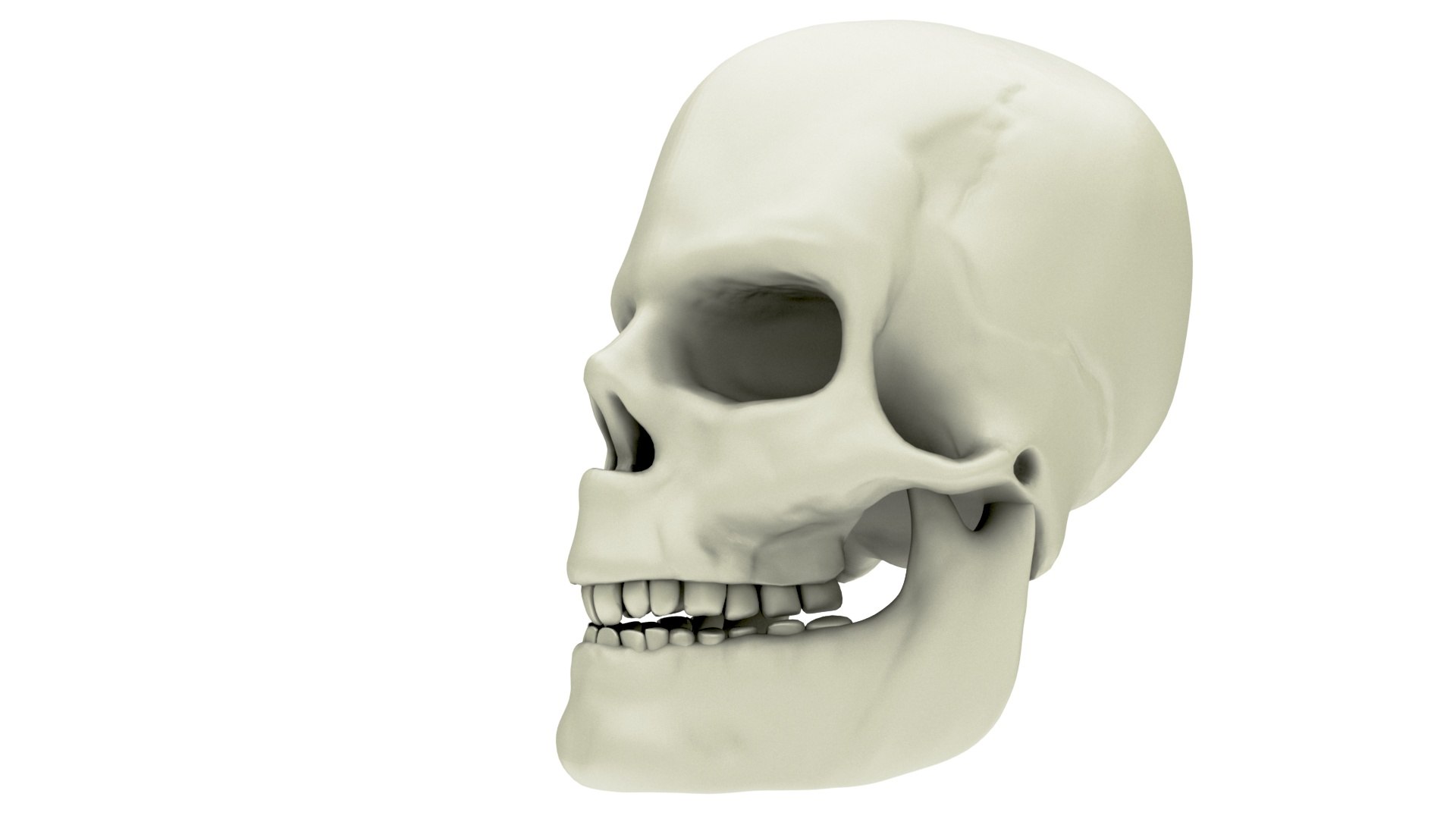 3D skull science anatomy model - TurboSquid 1460930