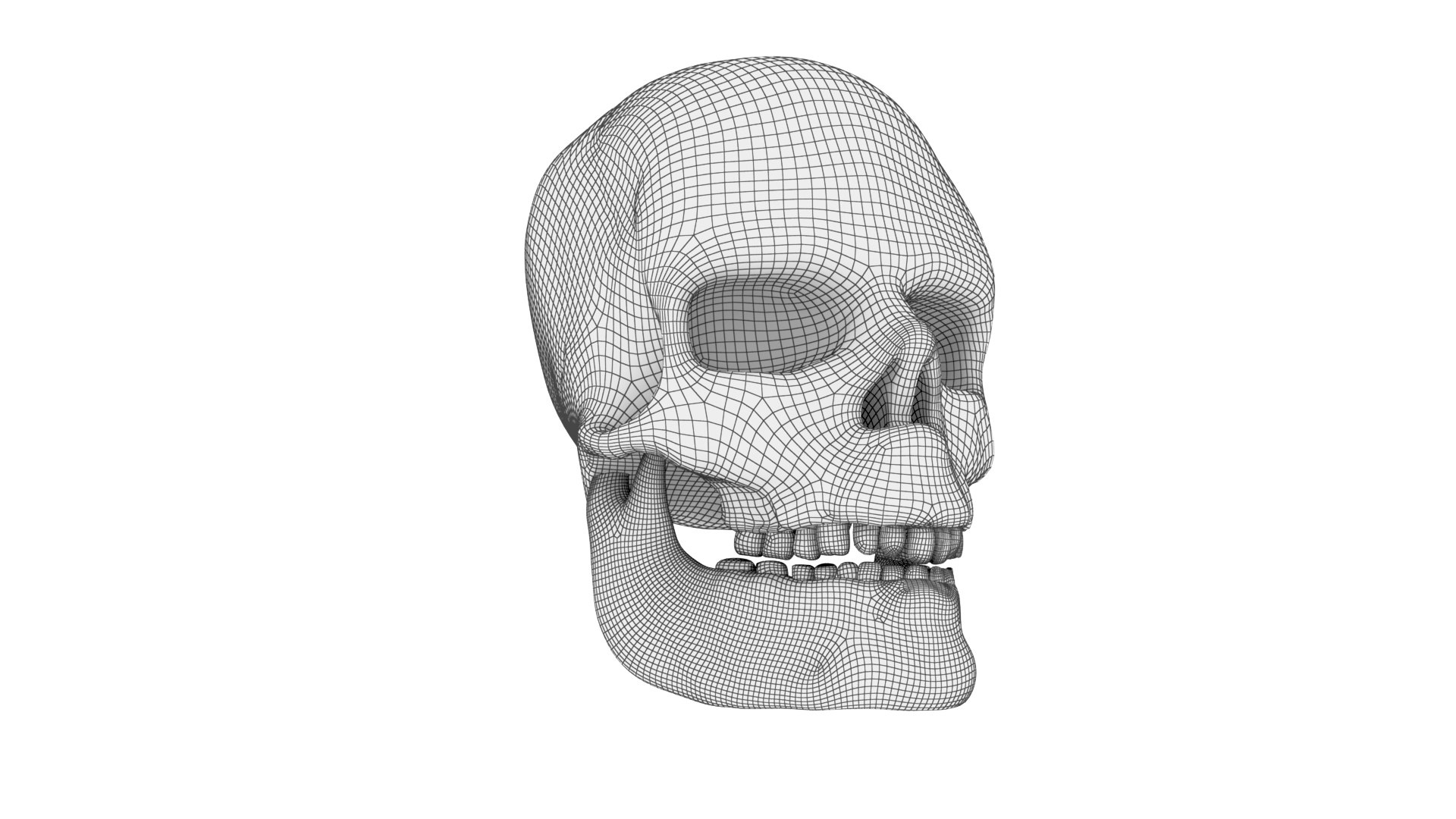 3D skull science anatomy model - TurboSquid 1460930