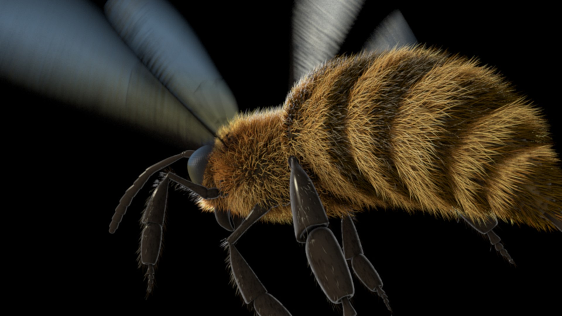 3d Model Of Bee Animation