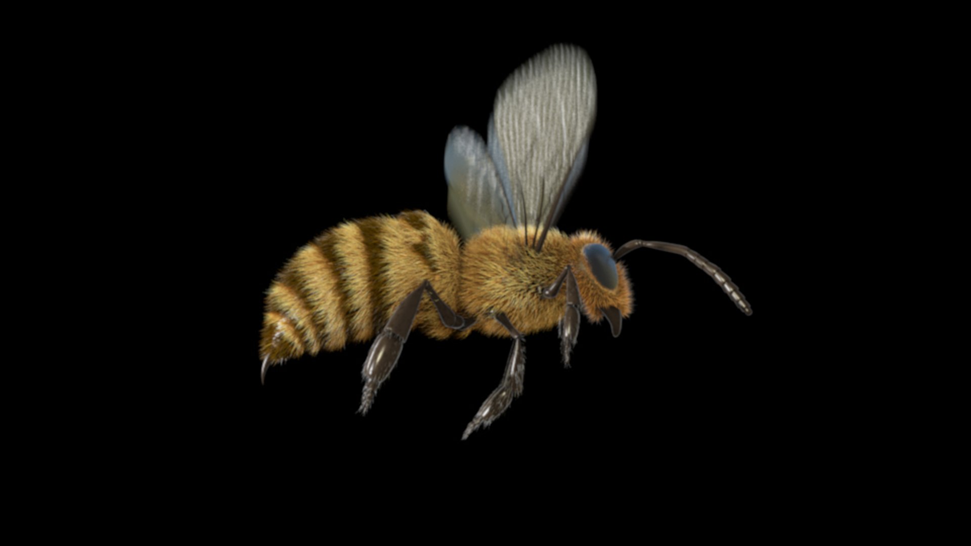 3d Model Of Bee Animation