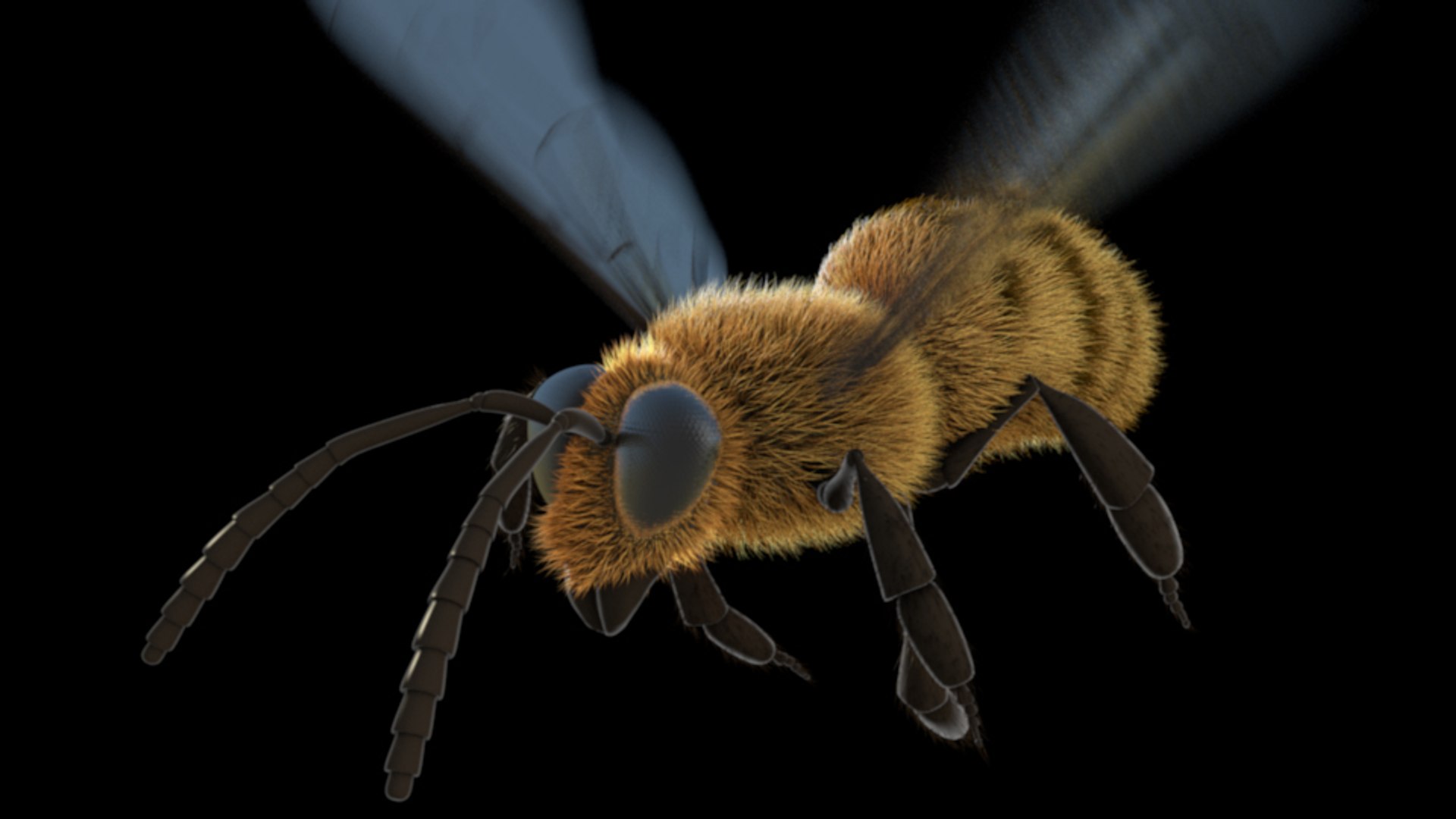 3d Model Of Bee Animation