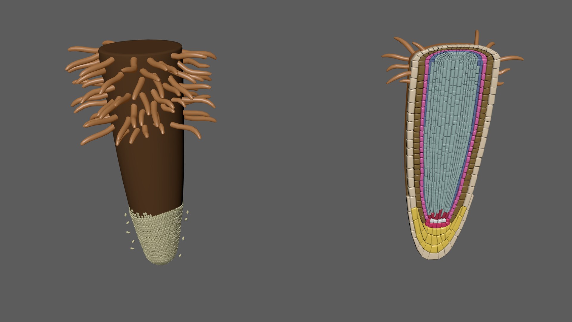 3D Model Root Hair Cell - TurboSquid 2194631
