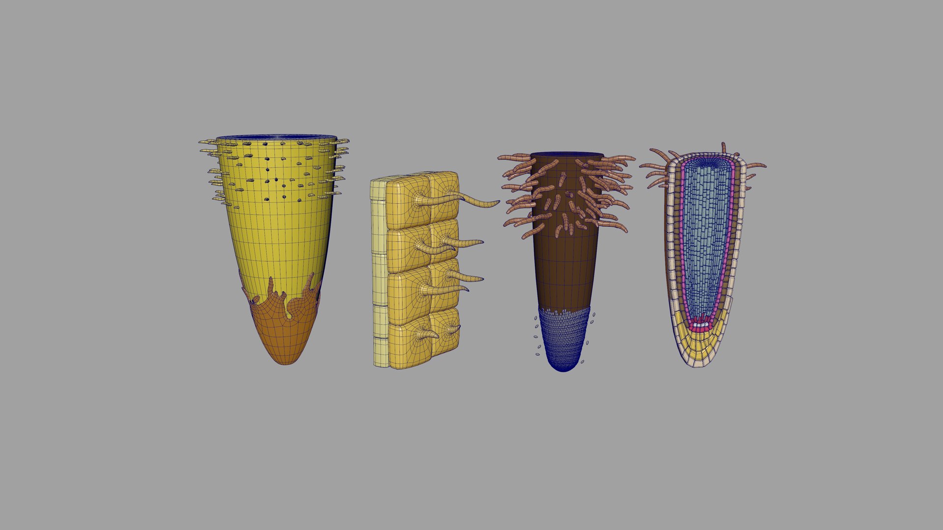 3D Model Root Hair Cell - TurboSquid 2194631