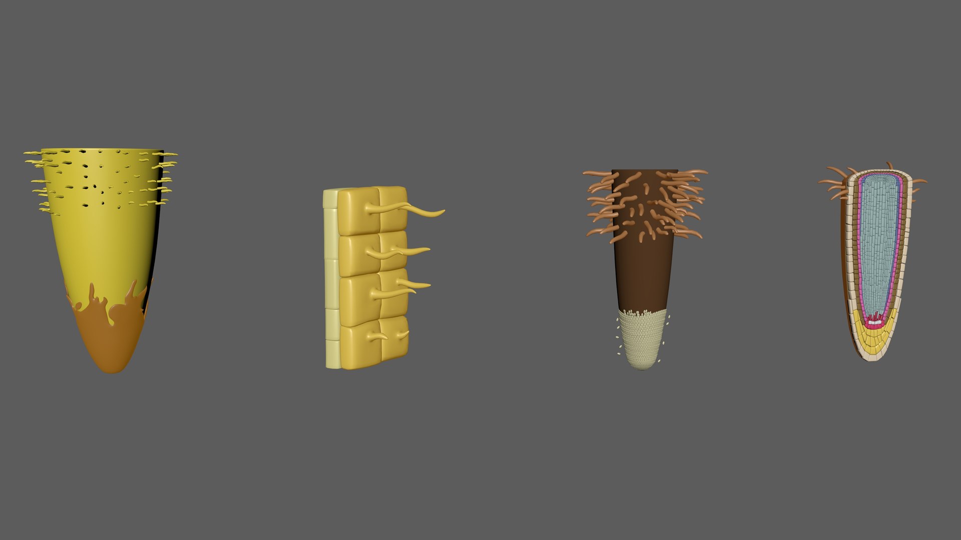 3D Model Root Hair Cell - TurboSquid 2194631