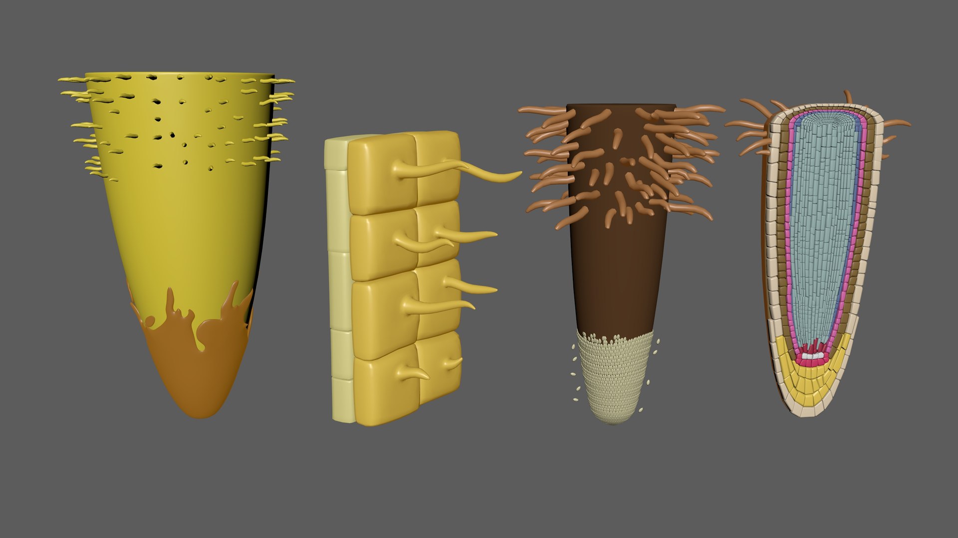 3D Model Root Hair Cell - TurboSquid 2194631