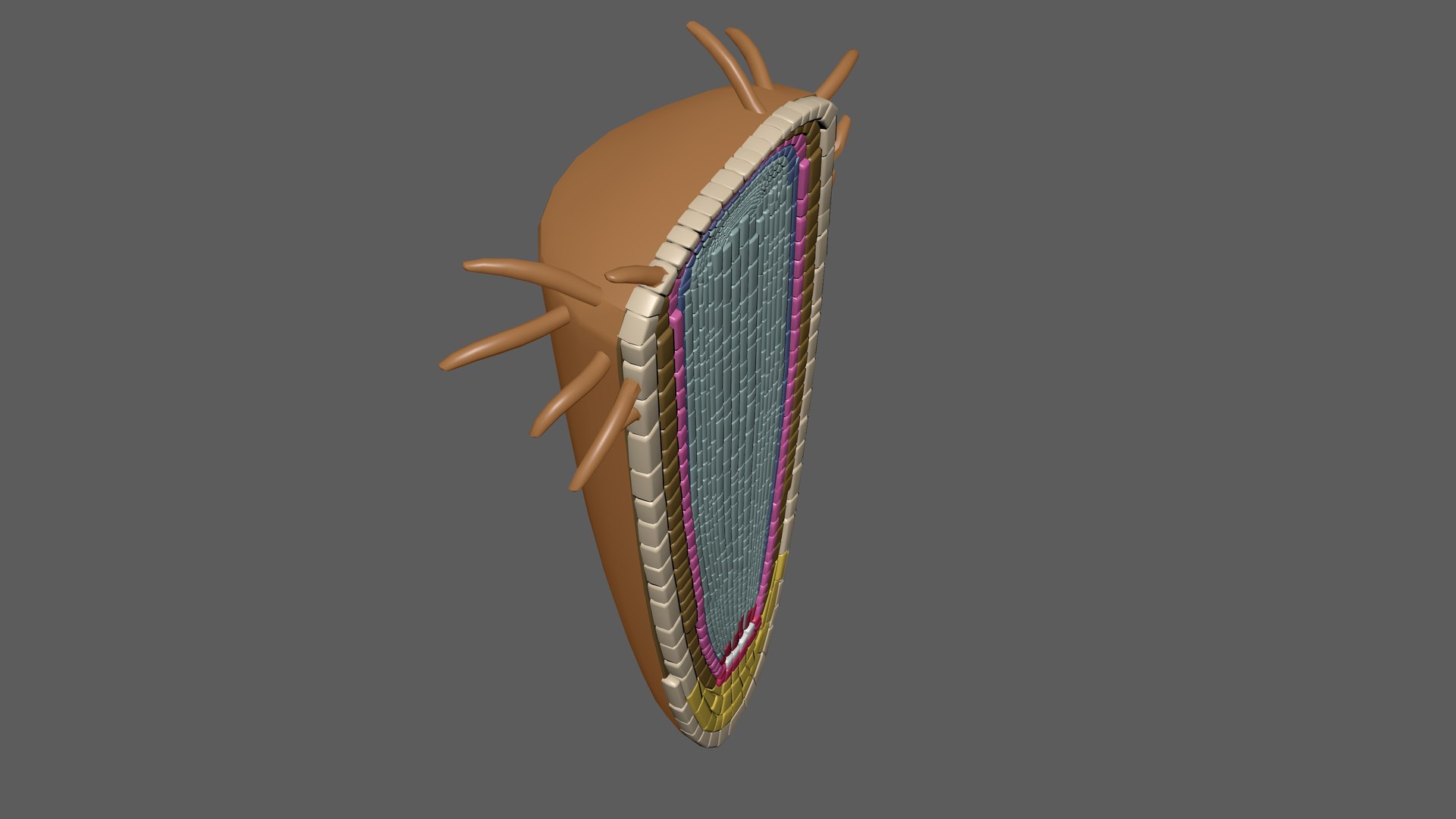 3D Model Root Hair Cell - TurboSquid 2194631