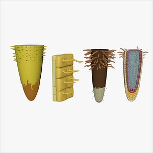 3D Superficial Anatomy Cell Models - Browse & Download Formats - TurboSquid