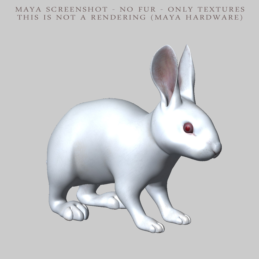 3d model rabbits fur