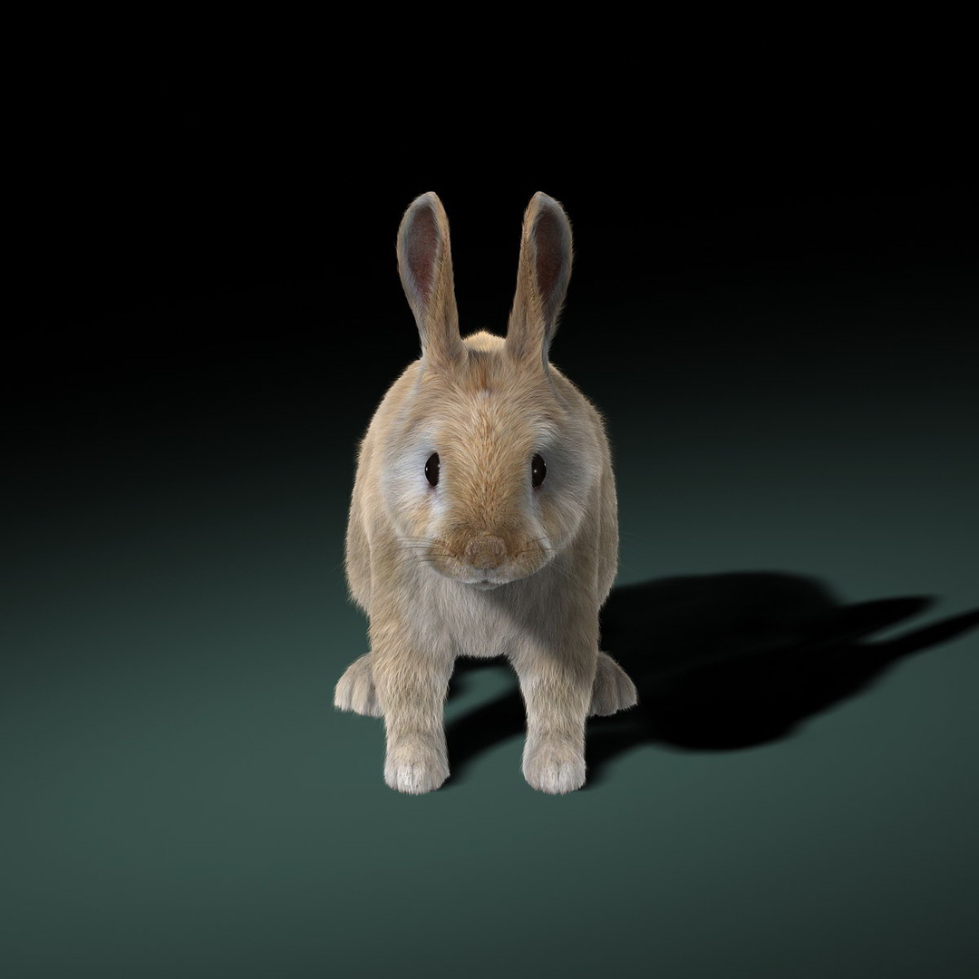 3d Model Rabbits Fur
