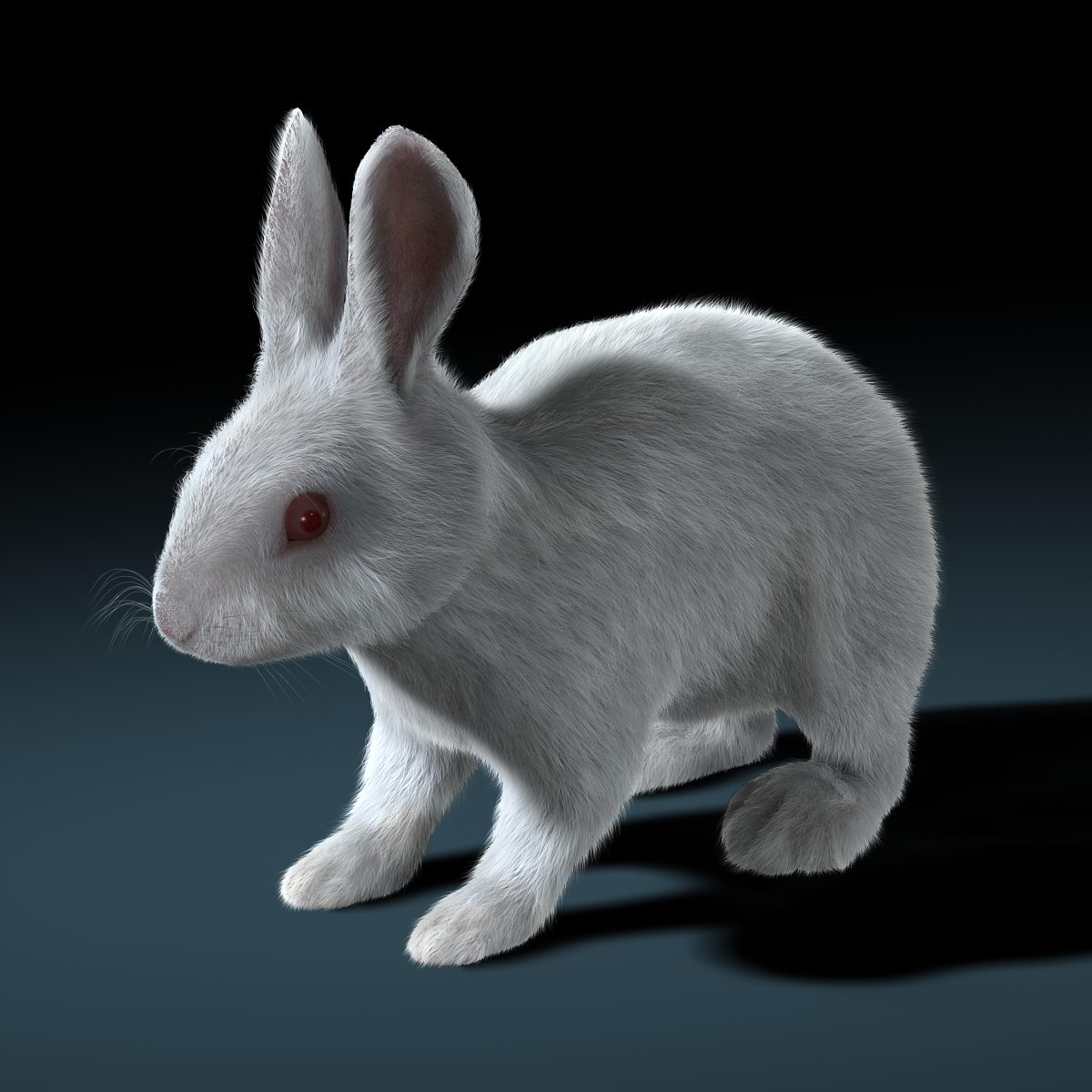 3d model rabbits fur