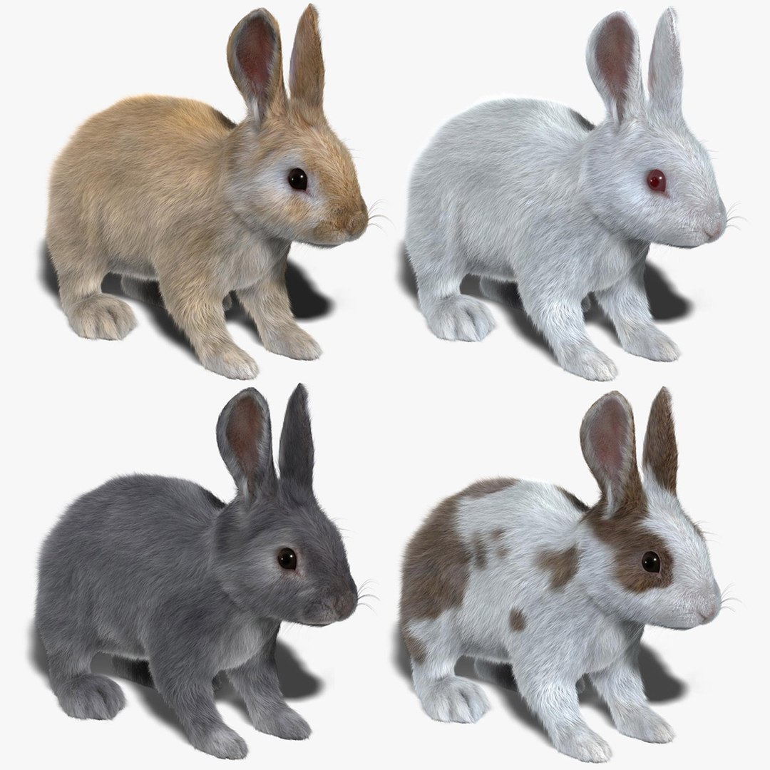 3d model rabbits fur