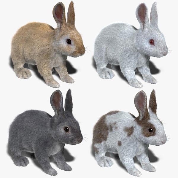 Rabbit 3D Models for Download | TurboSquid