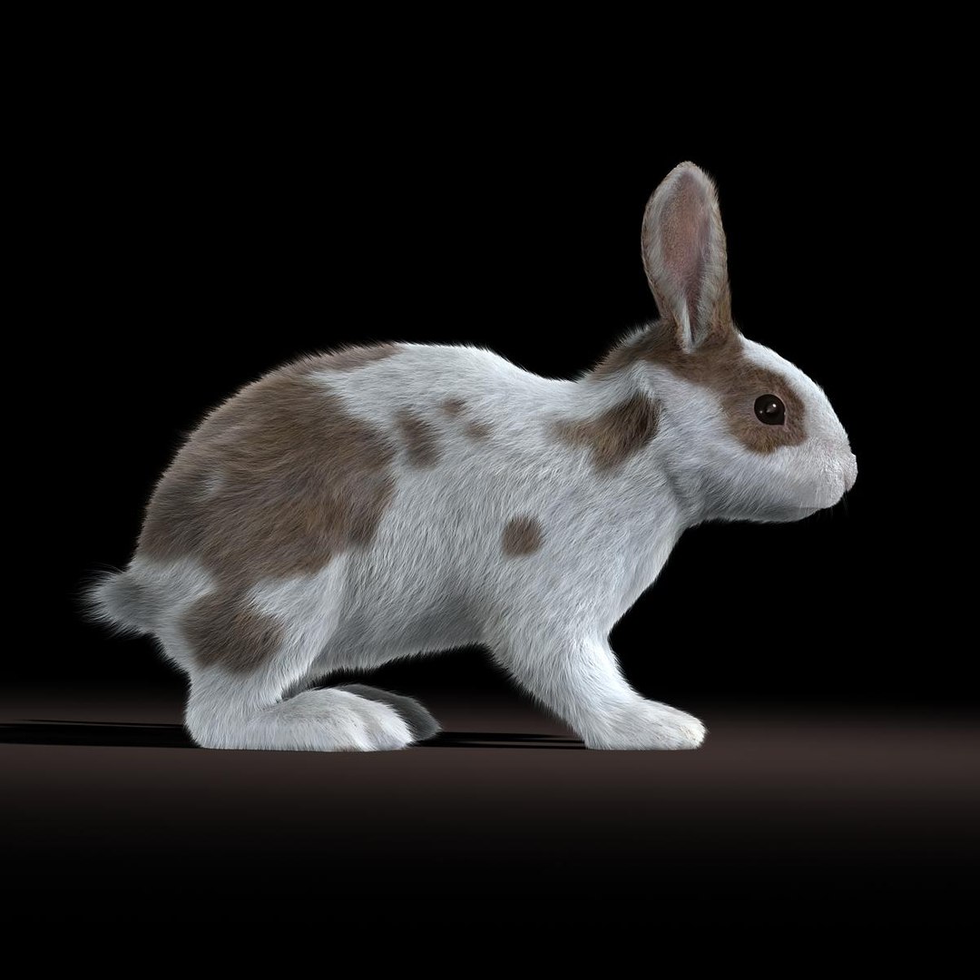 3d model rabbits fur