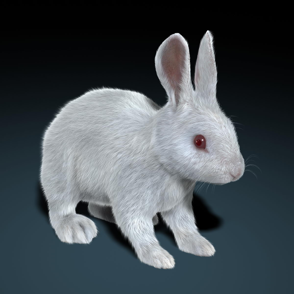 3d model rabbits fur