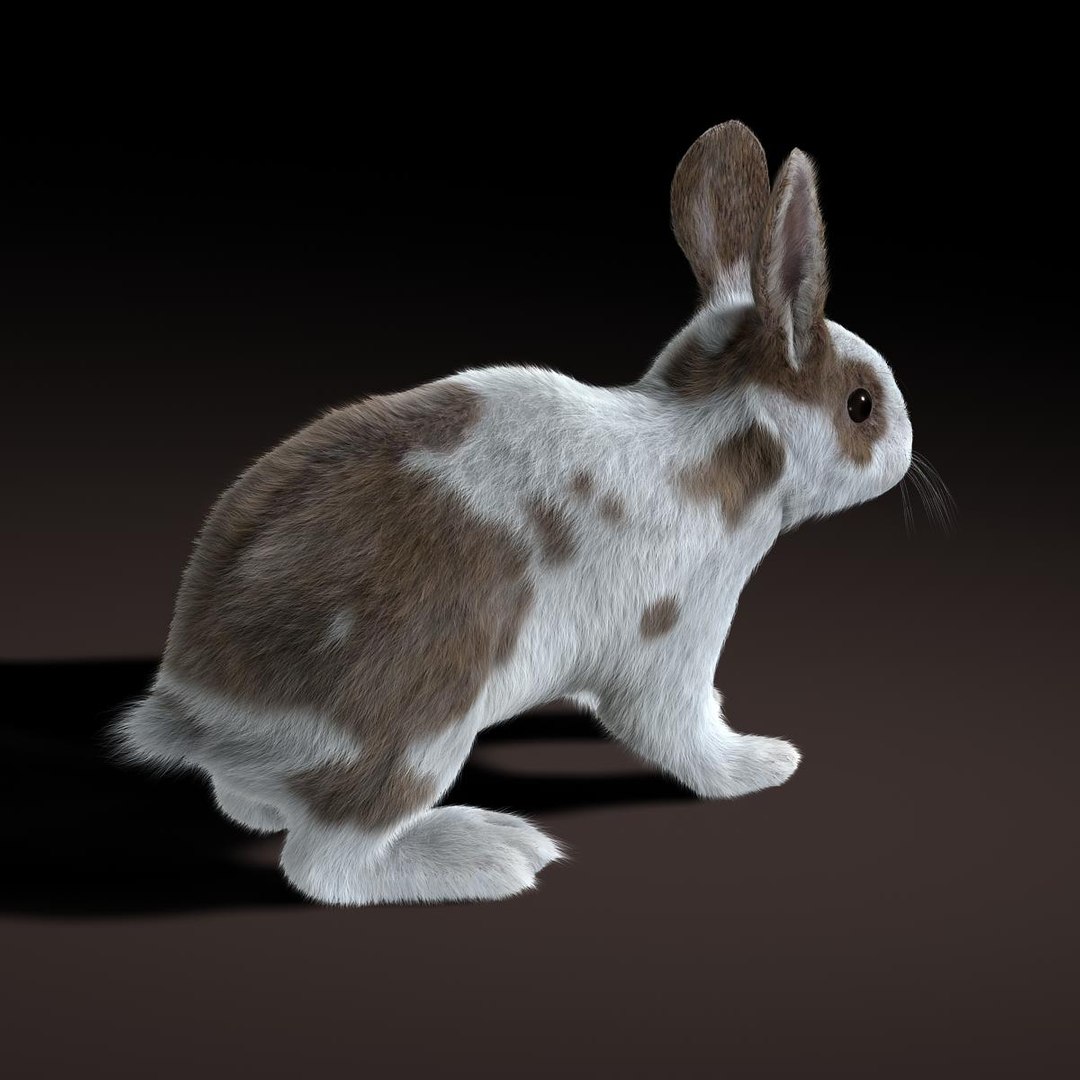3d model rabbits fur