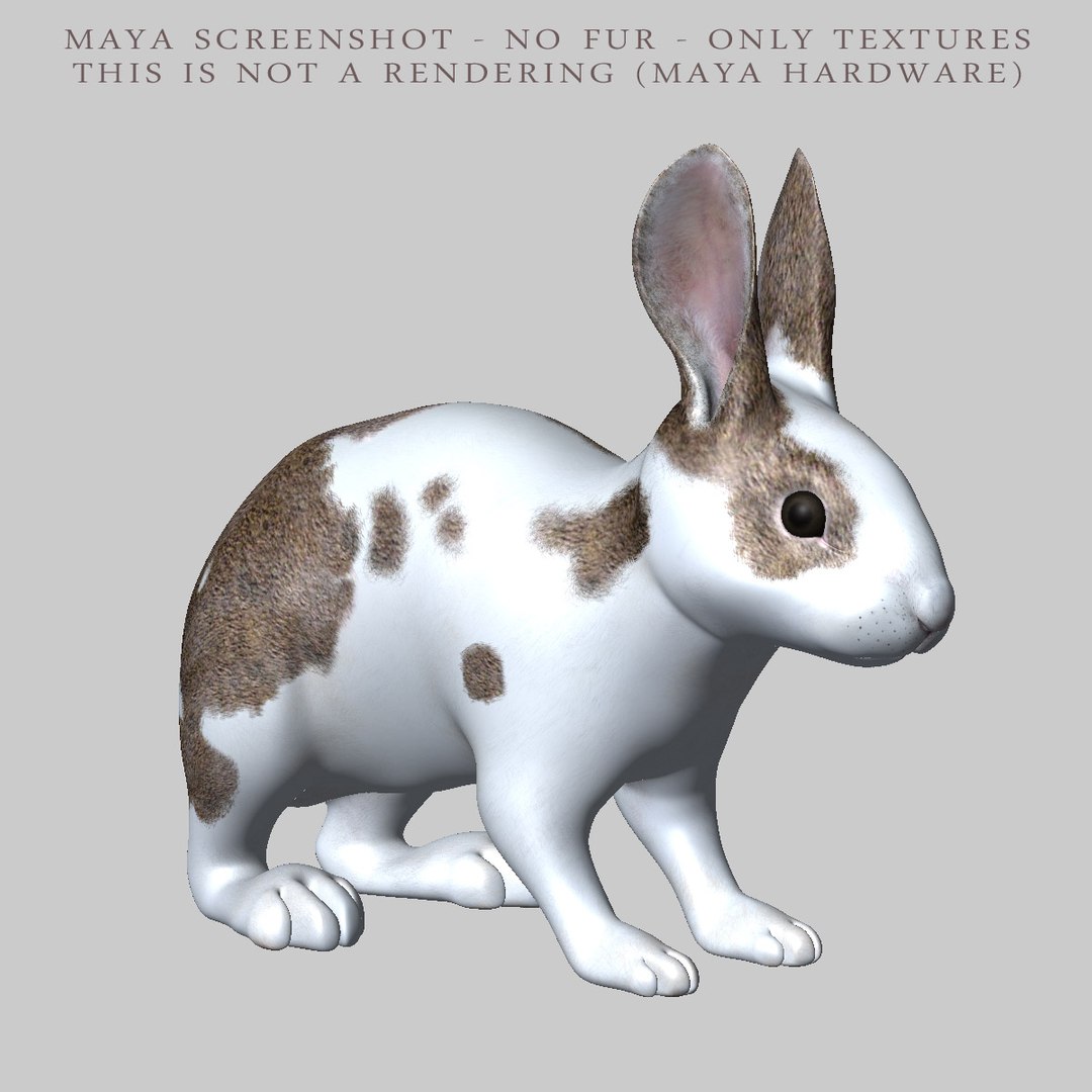 3d model rabbits fur