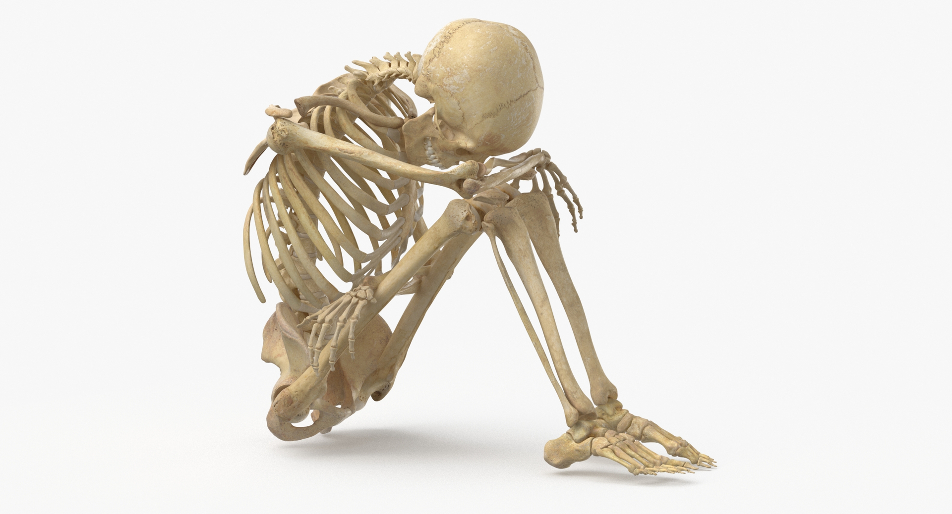 Echte menschliche weibliche Skelett-Pose 107 3D-Modell - TurboSquid 1819973