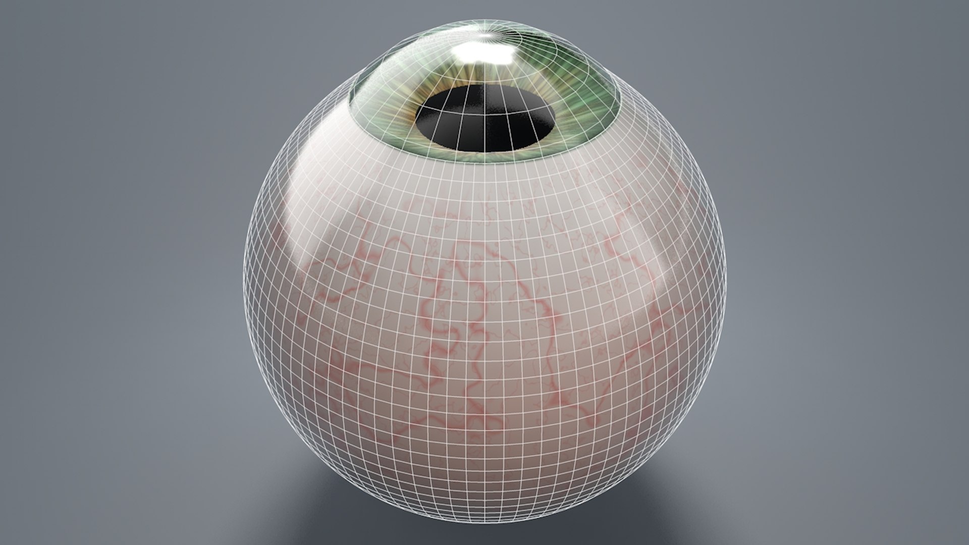 Eyeball Eye Ball 3D Model - TurboSquid 1677538