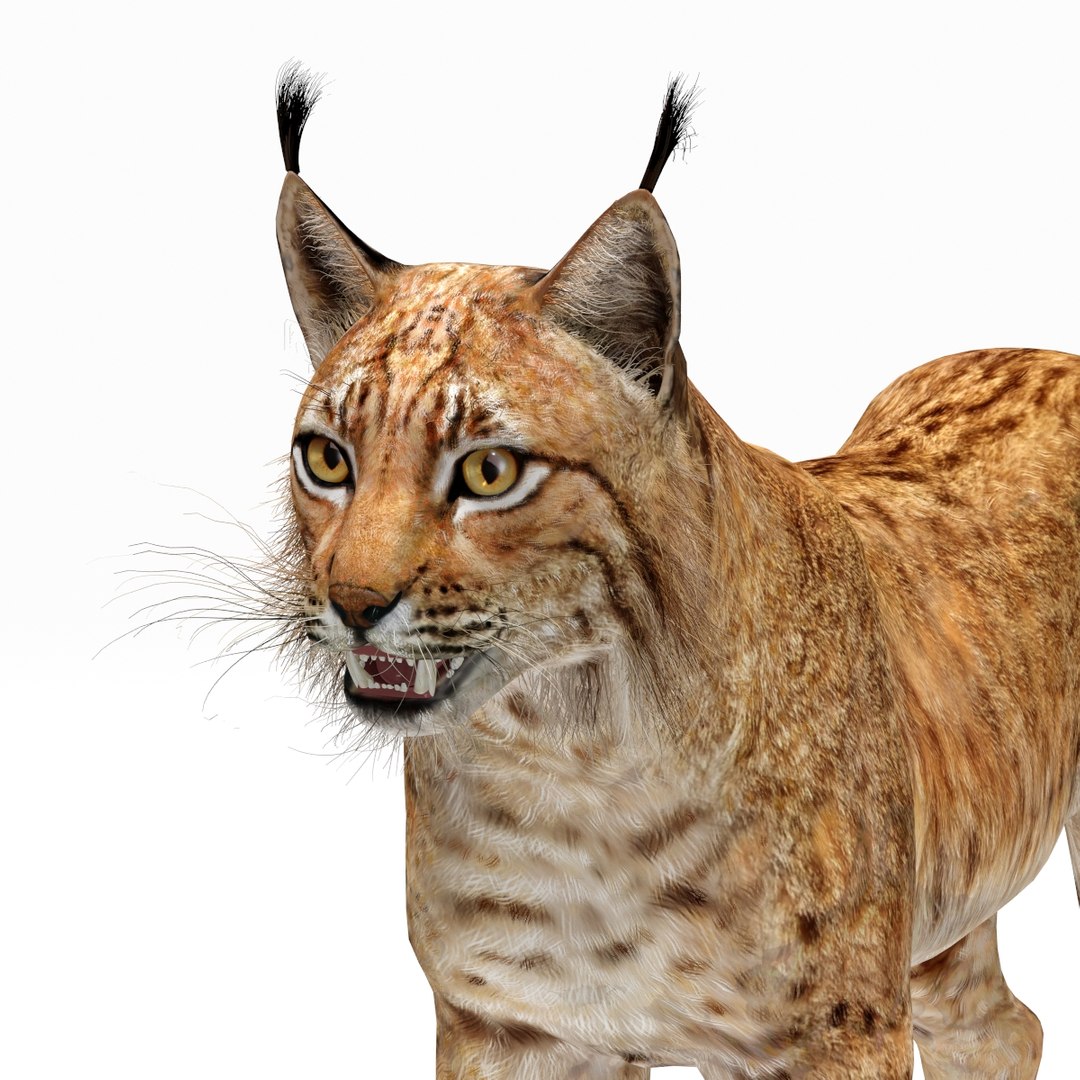 Max Lynx Eurasian