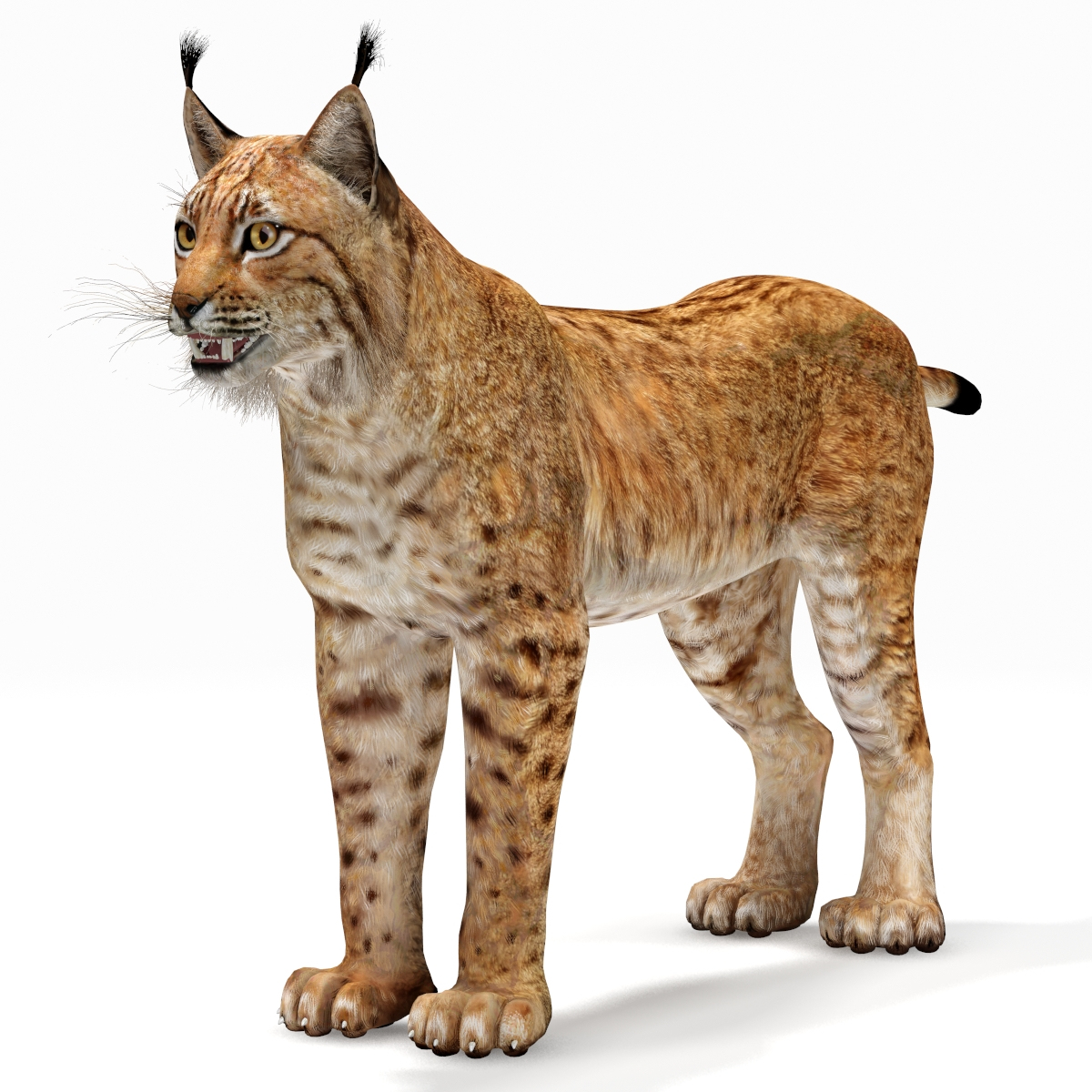 max lynx eurasian