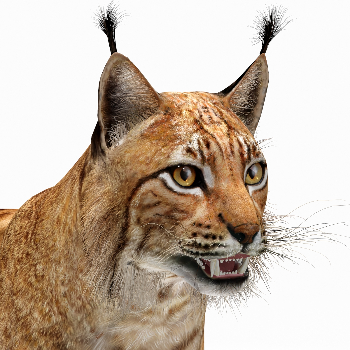 max lynx eurasian