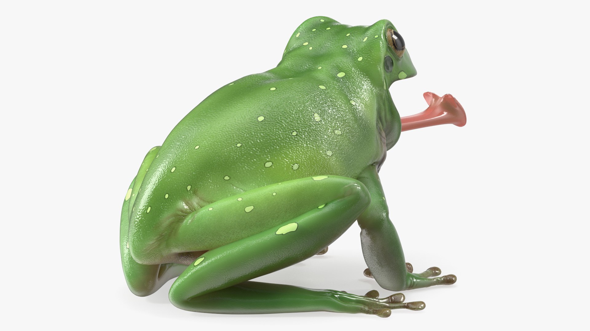3D Australian Green Tree Frog With Extended Tongue Model - TurboSquid ...