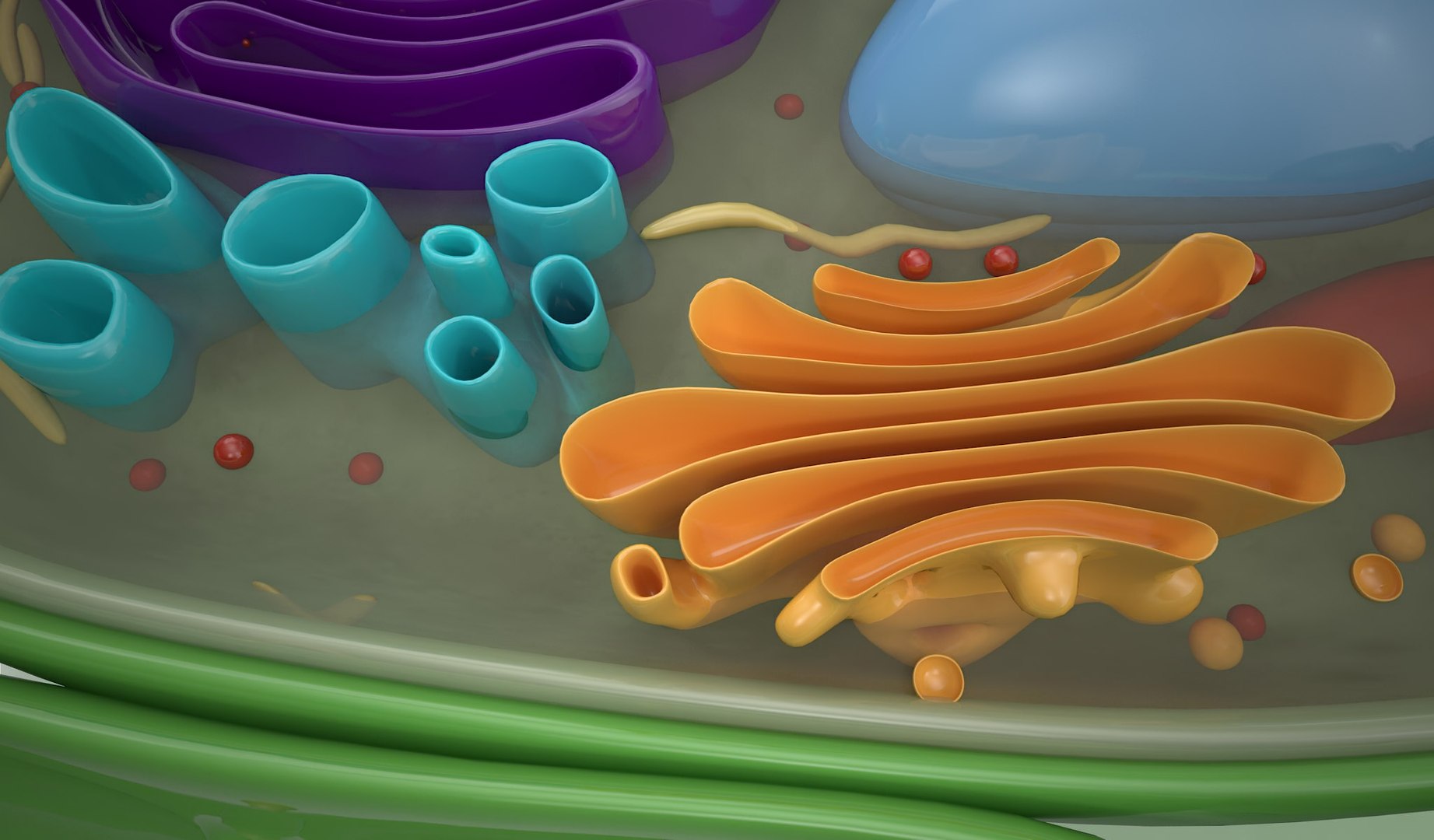 Plant Cell Model - TurboSquid 1239675