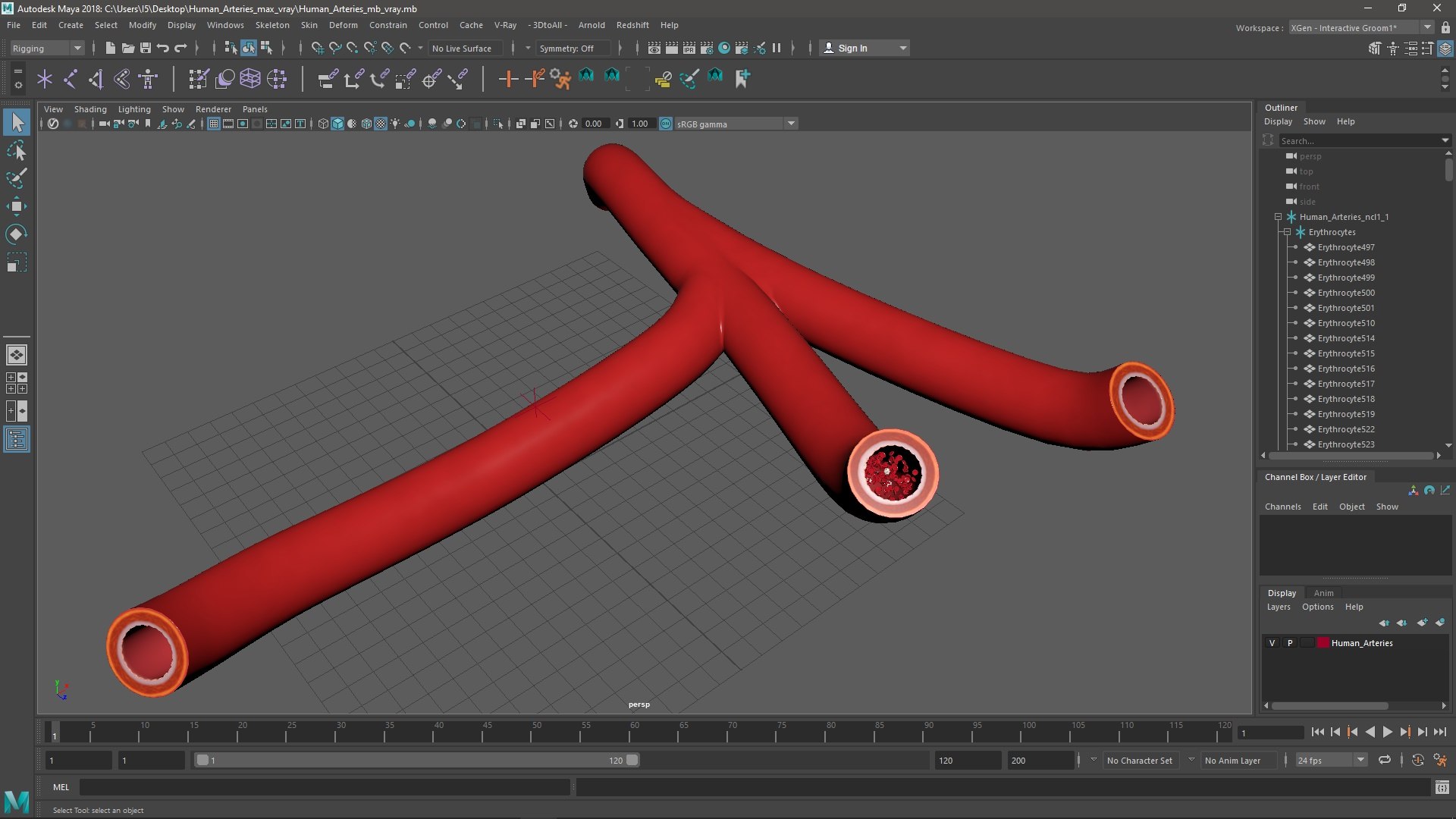 3D Human Arteries Model - TurboSquid 2330105