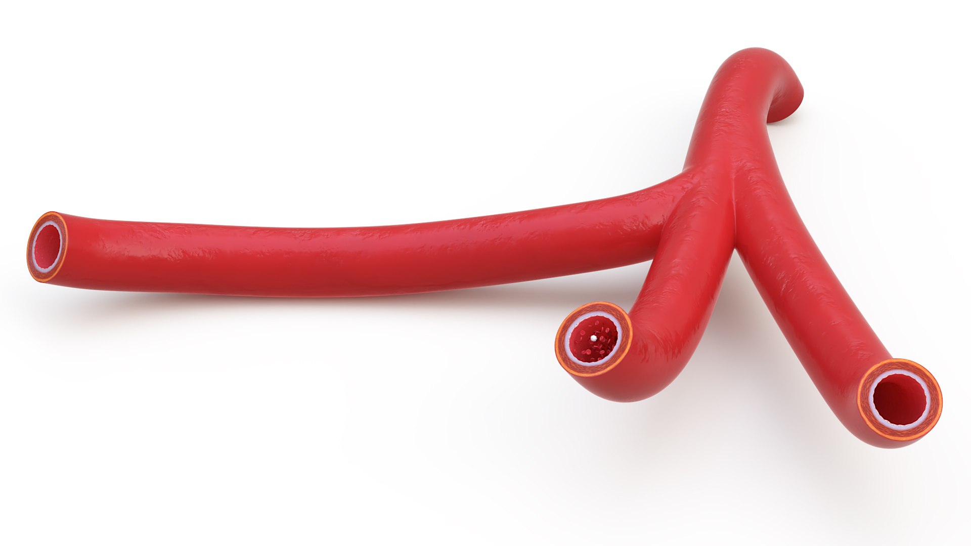 3D Human Arteries Model - TurboSquid 2330105