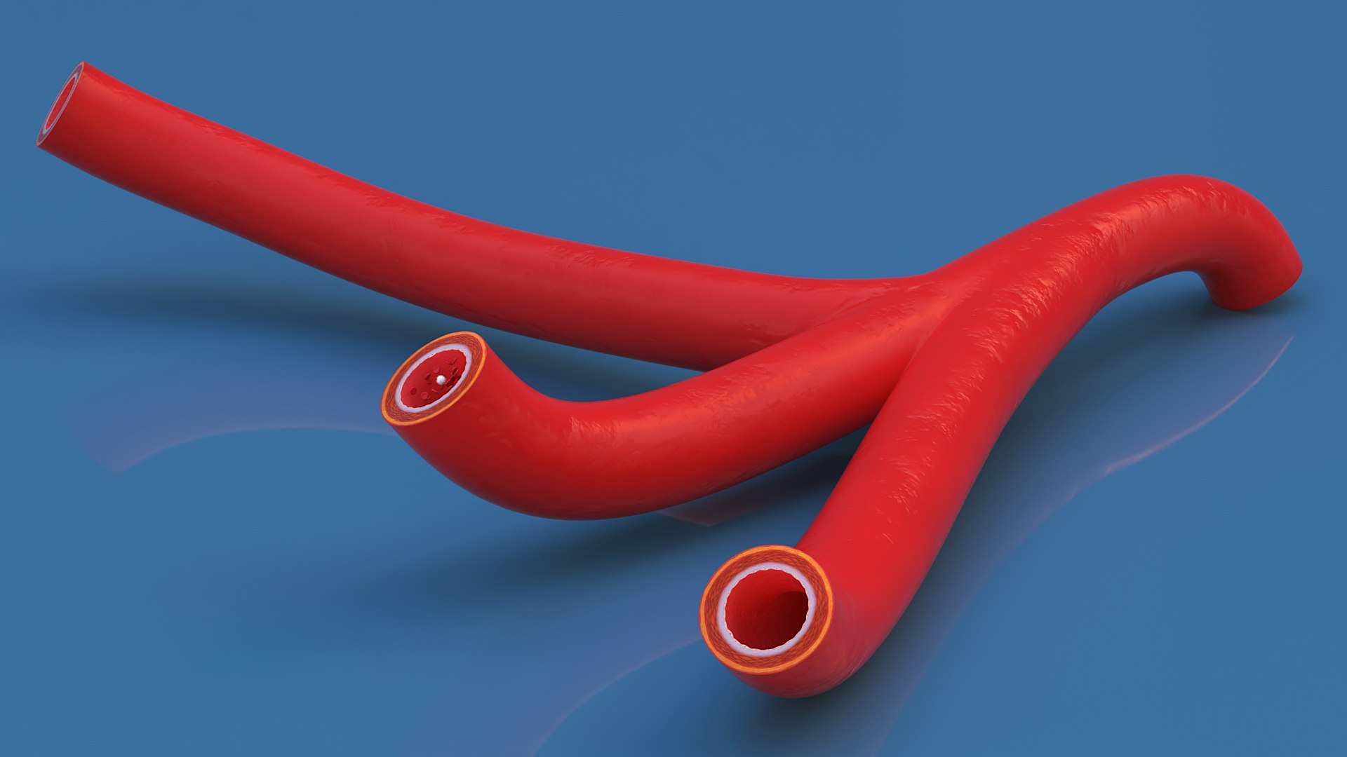 3D Human Arteries Model - TurboSquid 2330105