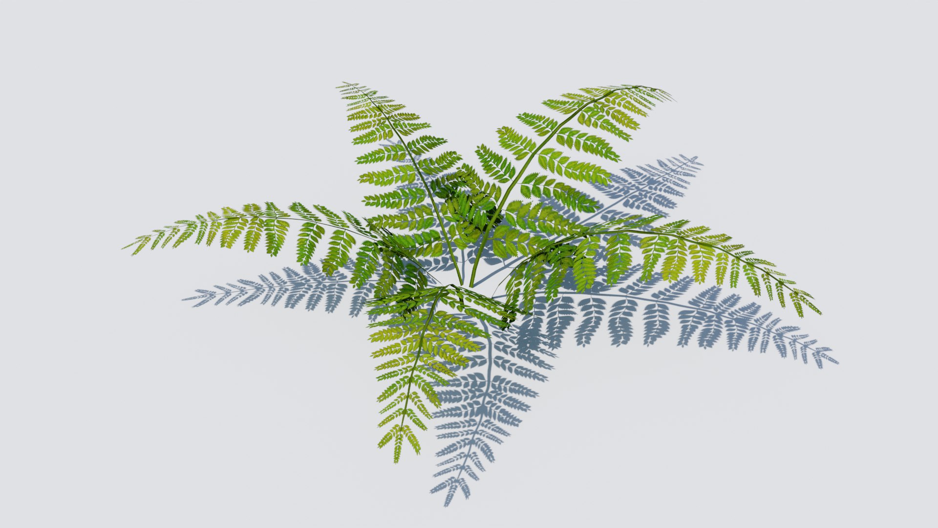 3D Lowpoly Fern Pack - TurboSquid 2050814