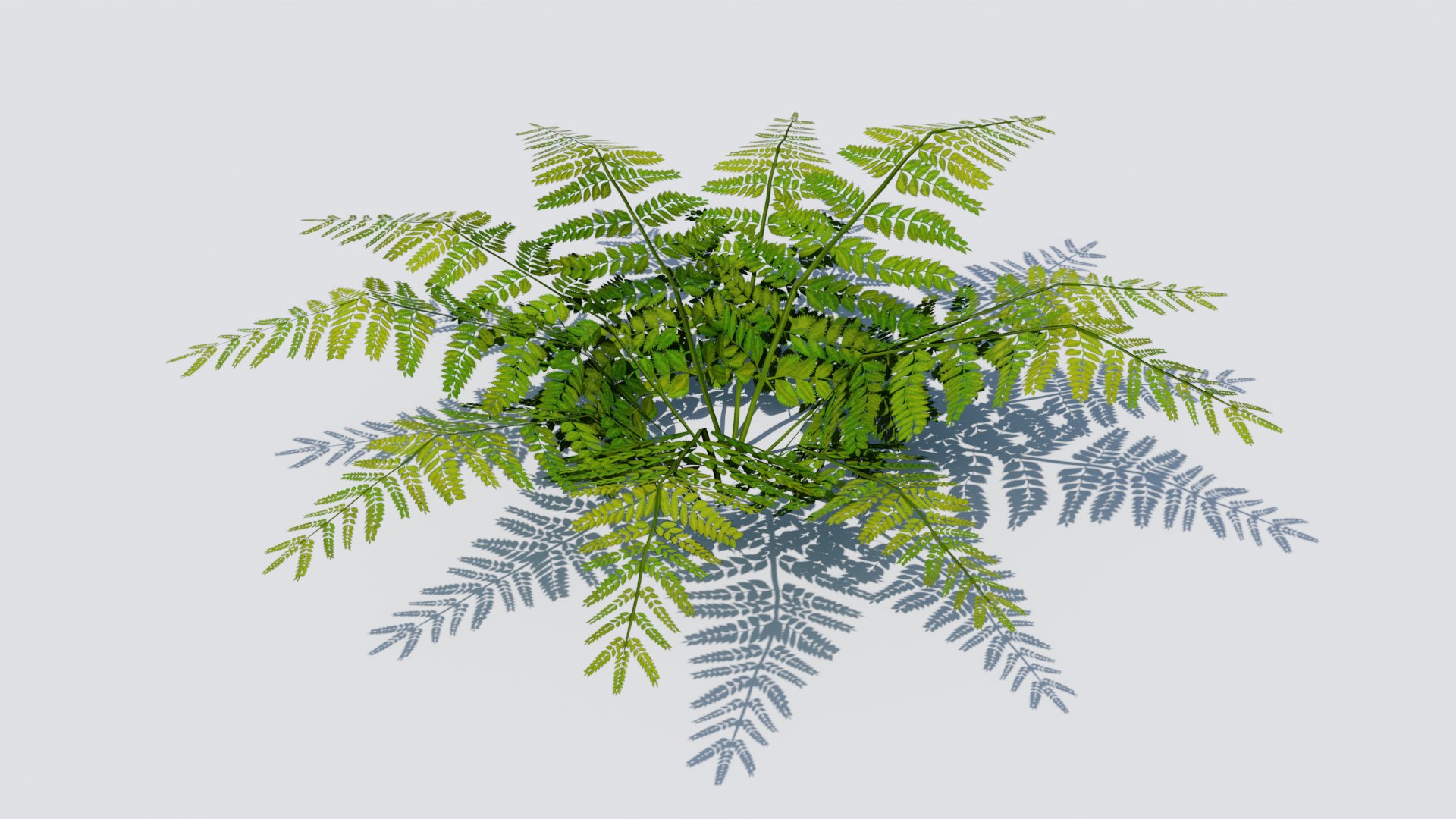 3D Lowpoly Fern Pack - TurboSquid 2050814