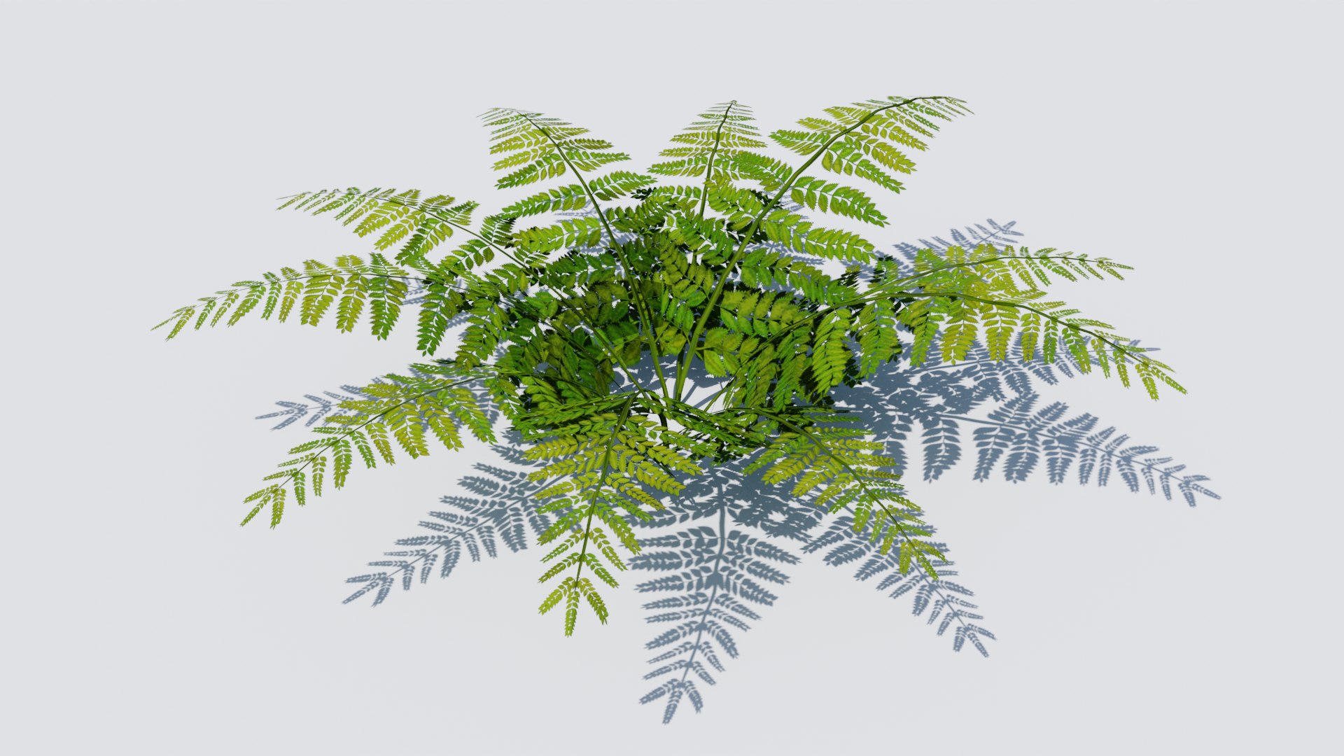 3D Lowpoly Fern Pack - TurboSquid 2050814