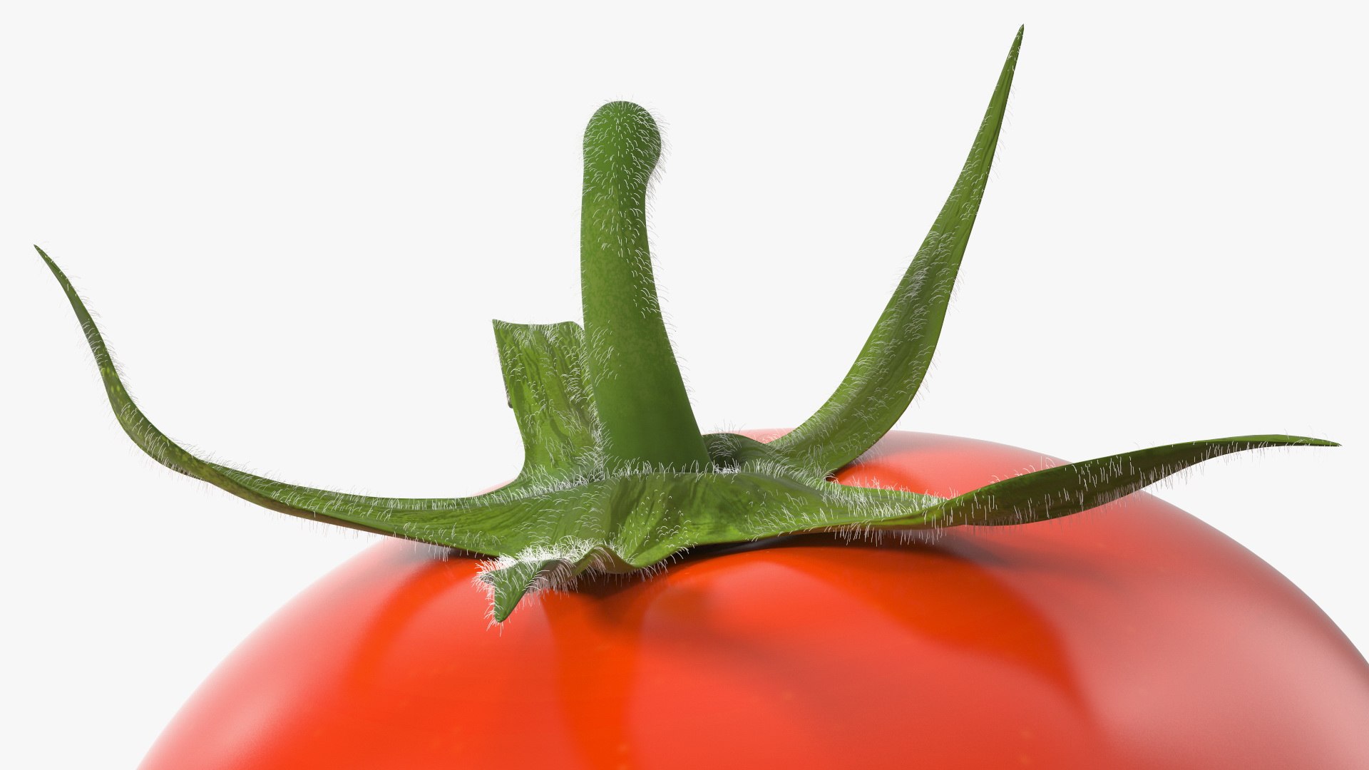 3D Model Red Cherry Tomato Fur - TurboSquid 1832914