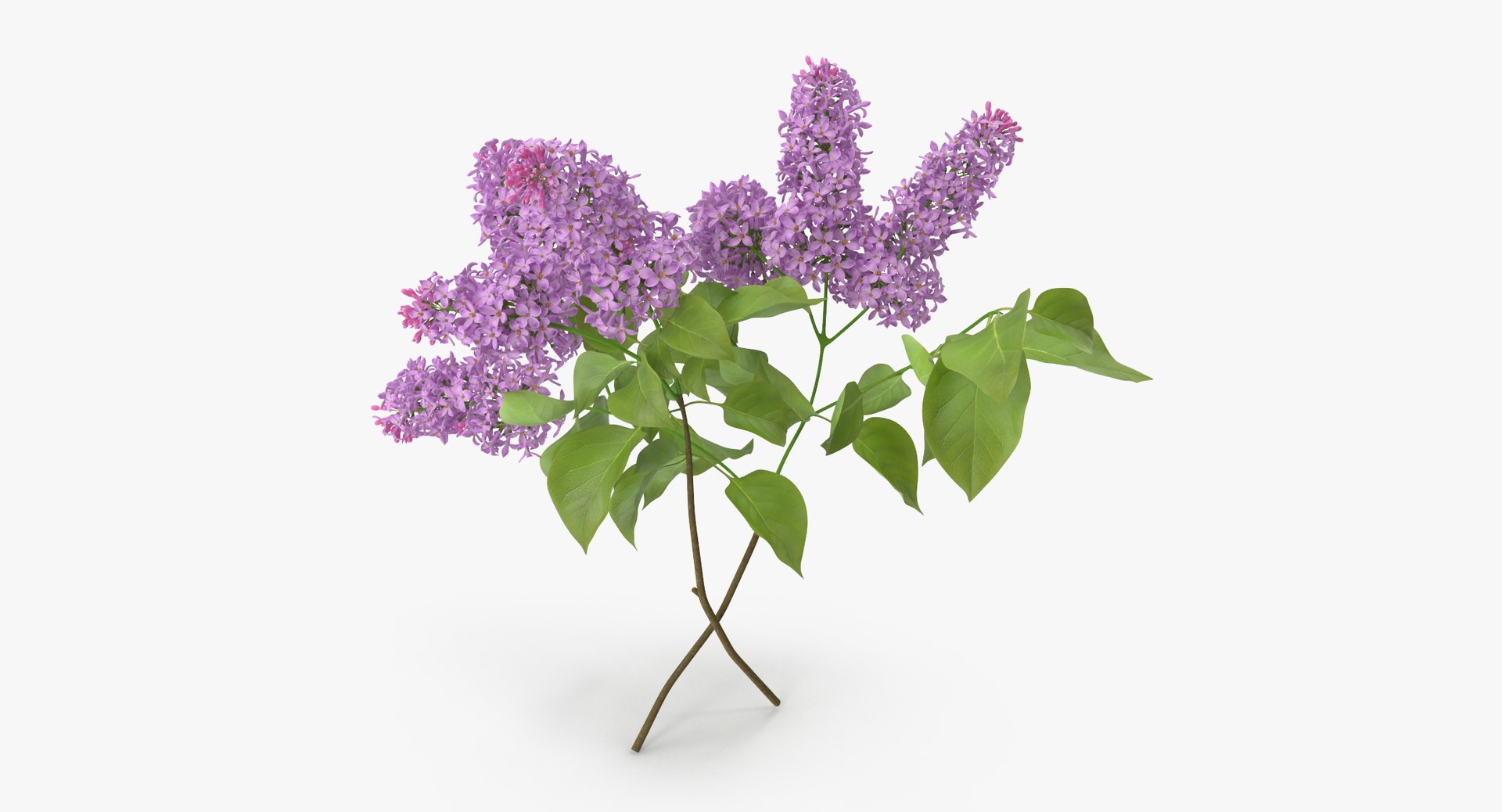 Lilac - 3d Max