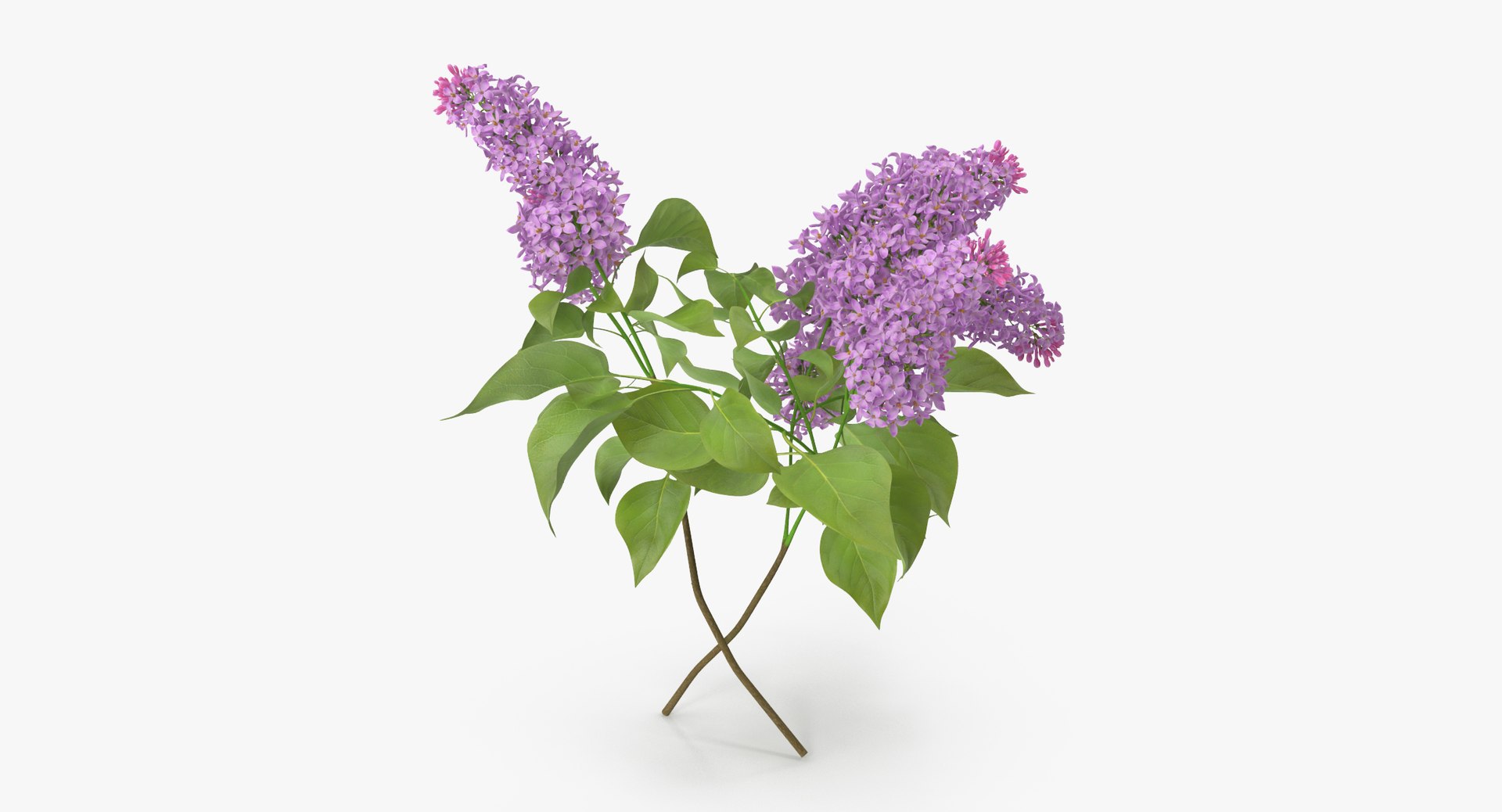 lilac - 3d max