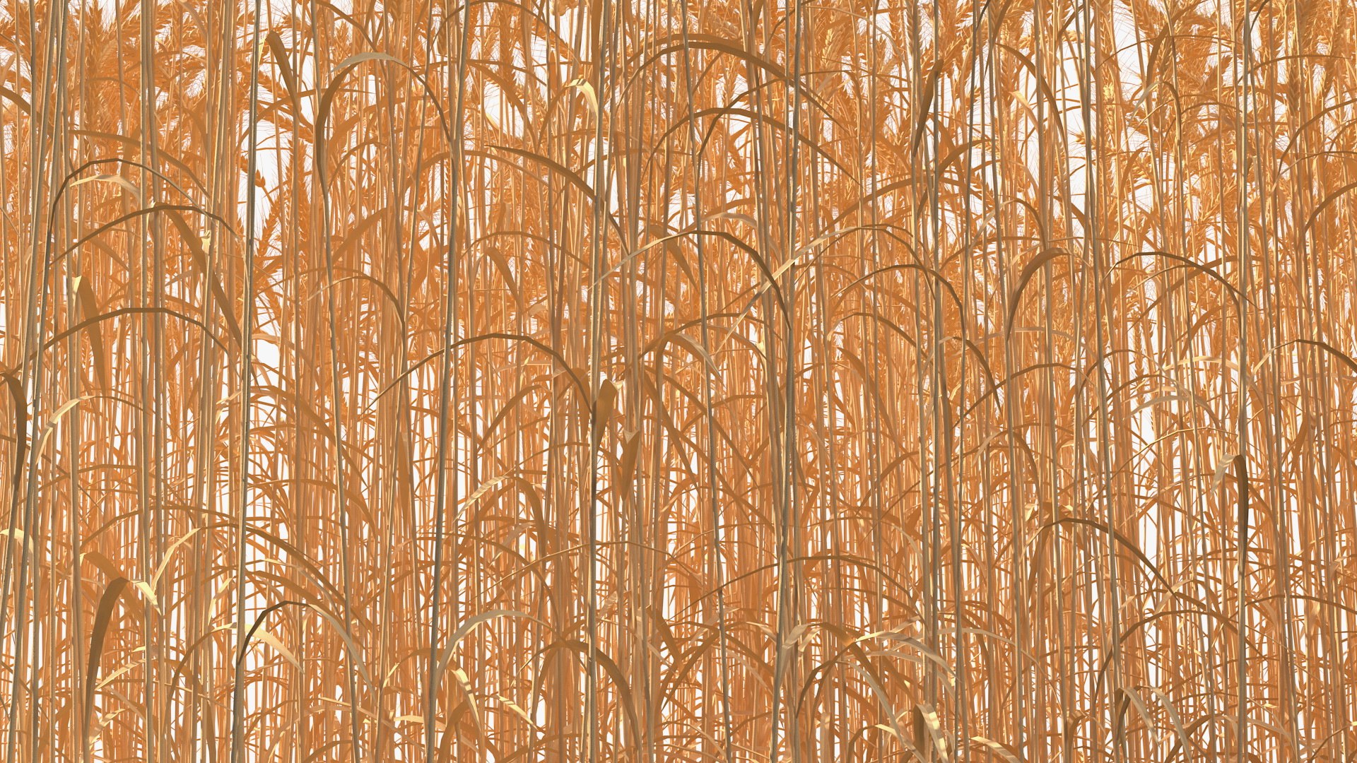 Section Wheat Field 3D Model - TurboSquid 1572937