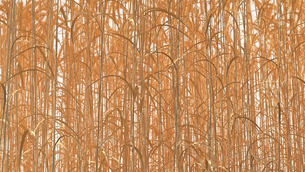 Section wheat field 3D model - TurboSquid 1572937
